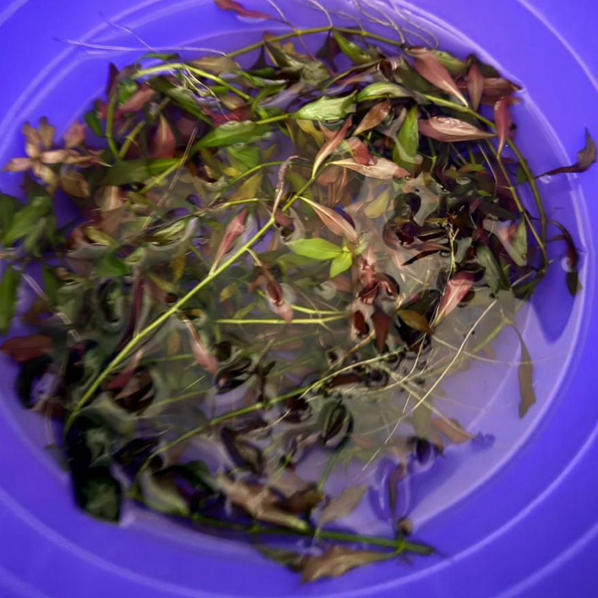 Прополка аквариумная