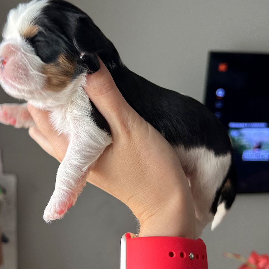 Кавалер-кинг-чарльз-спаниель щенок мальчик