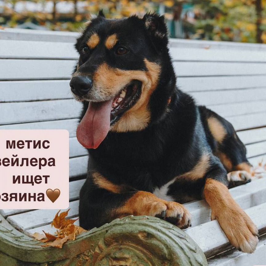 Взрослый пёс в добрые руки