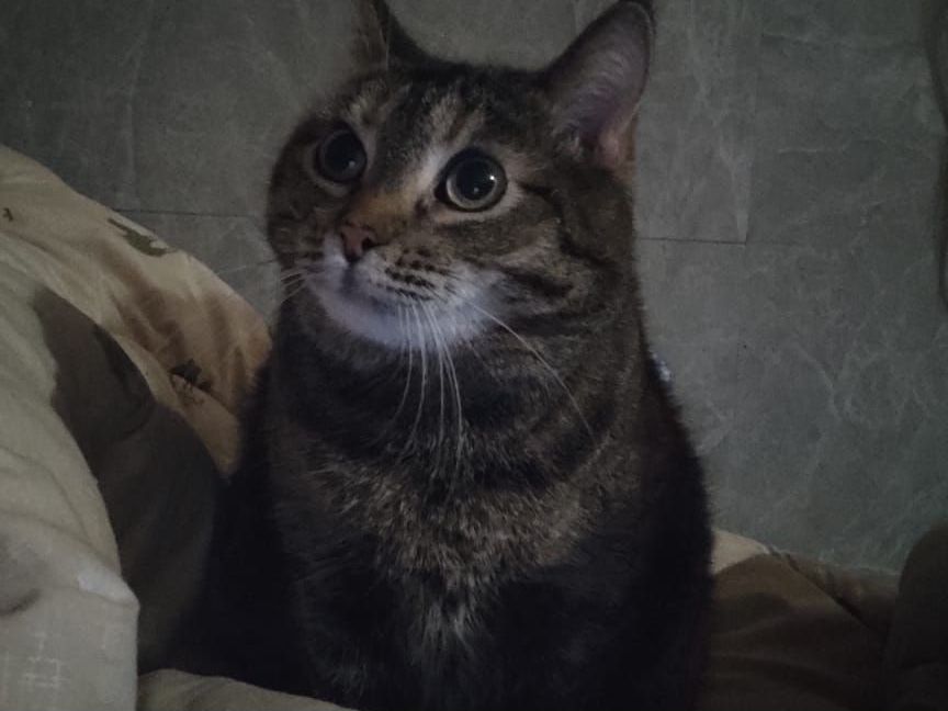 Кошка