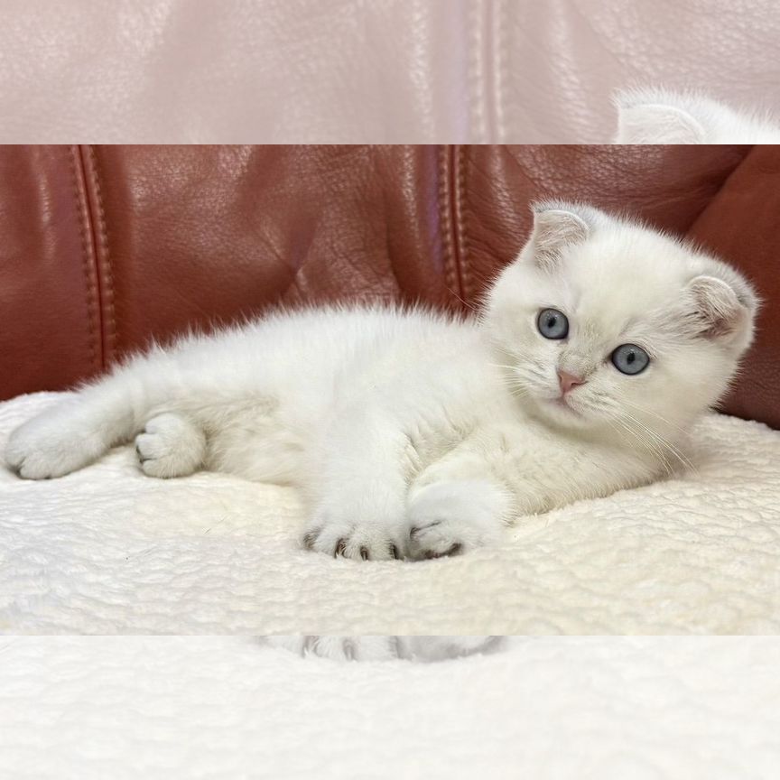 Велюровый Скоттиш Фолд котик
