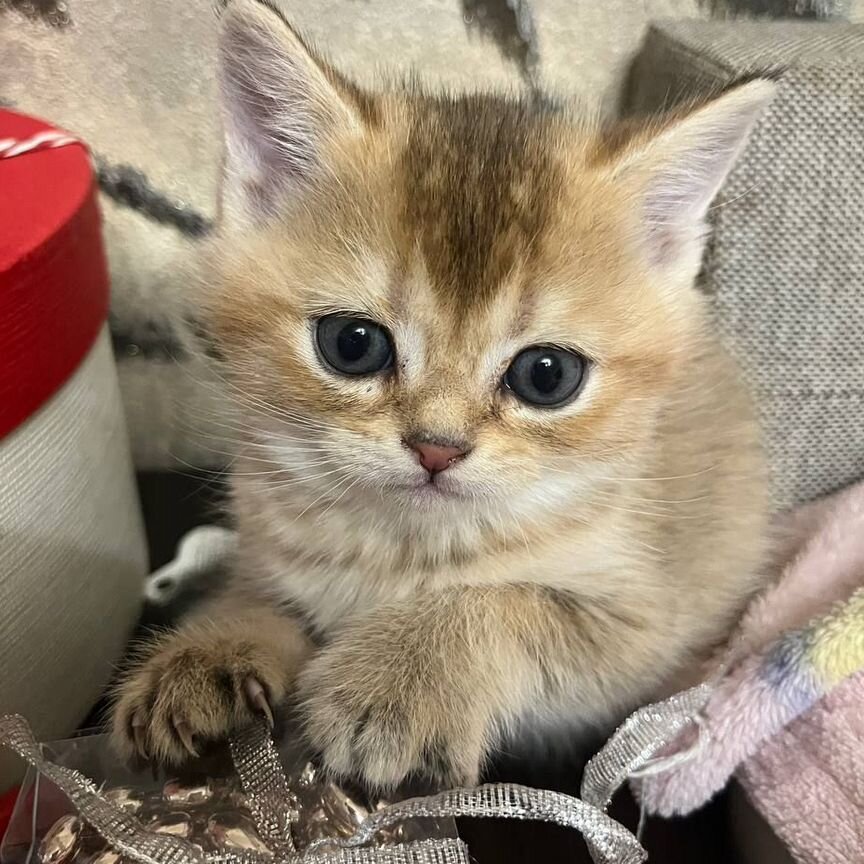 Шотландский прямоухий короткошёрстный котёнок