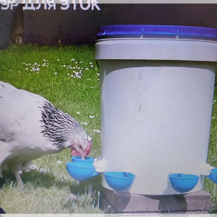 Поилка для кур, гусей, уток, кроликов