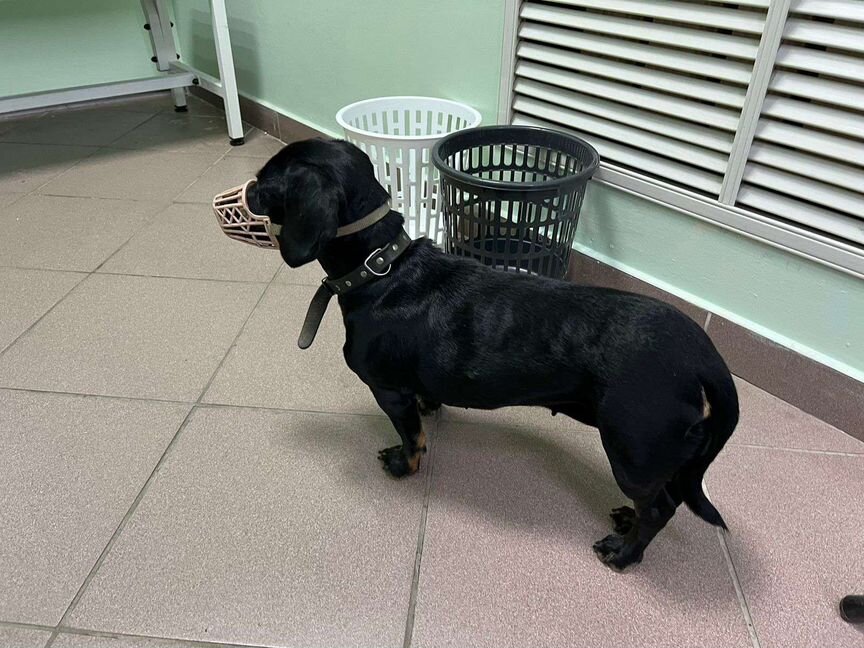 Найдена собака такса