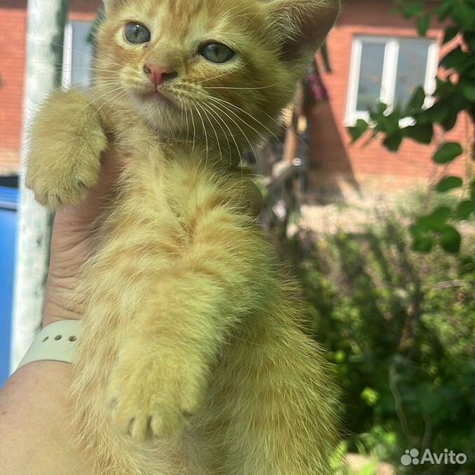 Котята рыжие бесплатно