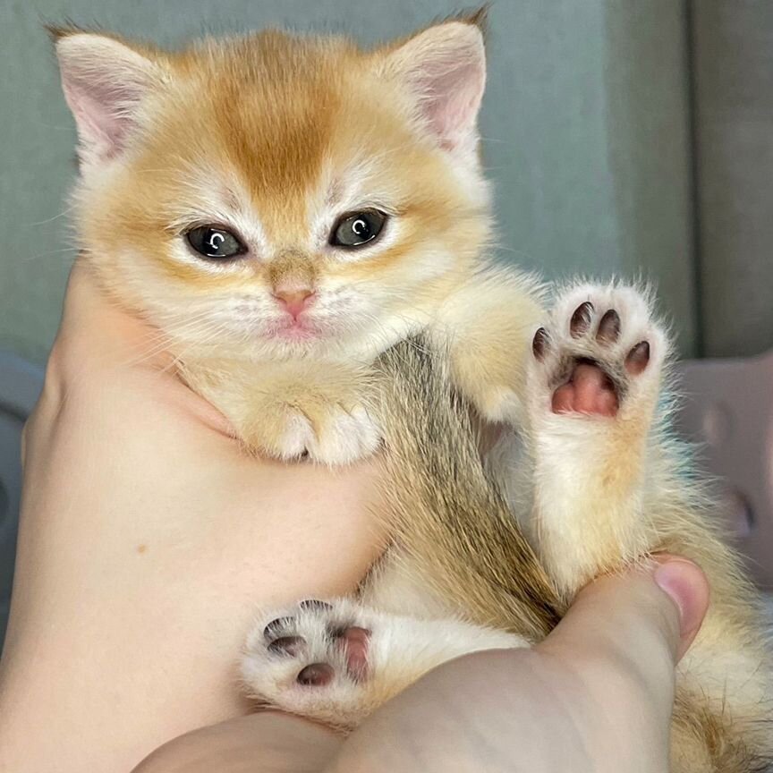 Британский короткошёрстный котёнок