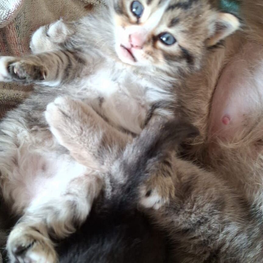 Как с картинки котятки