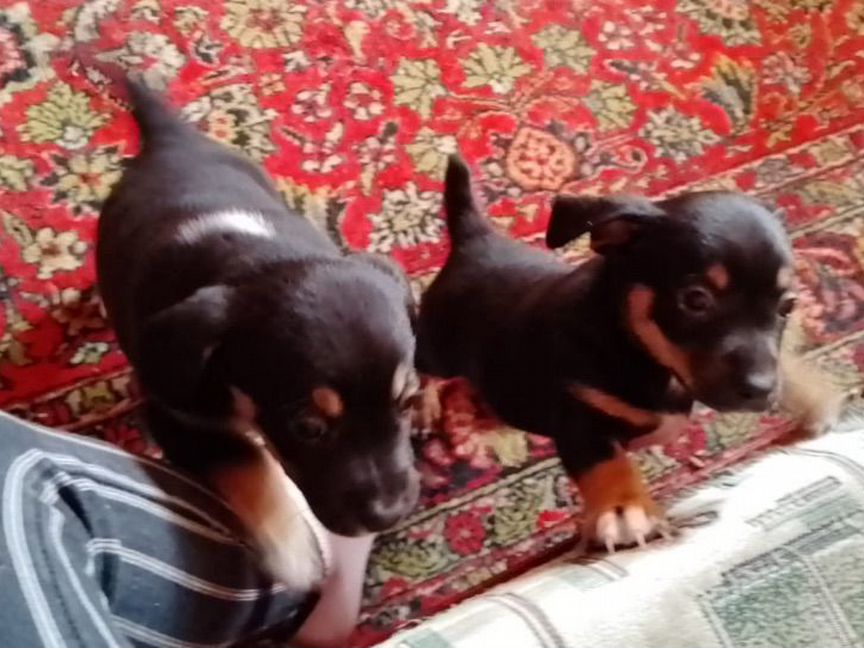 Щенки бесплатно в добрые руки