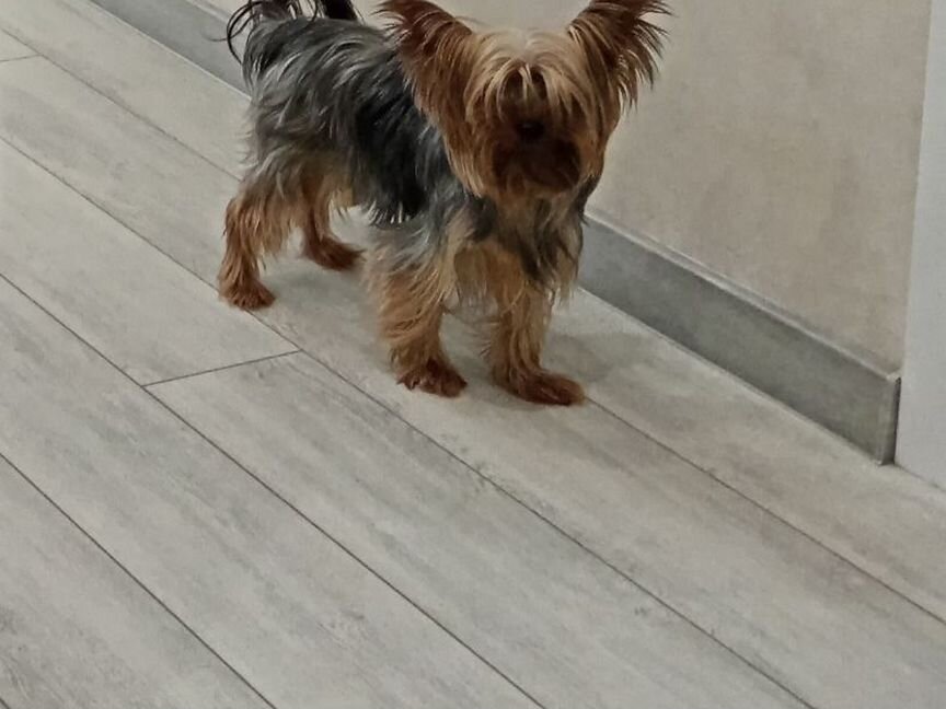 Йоркширский терьер