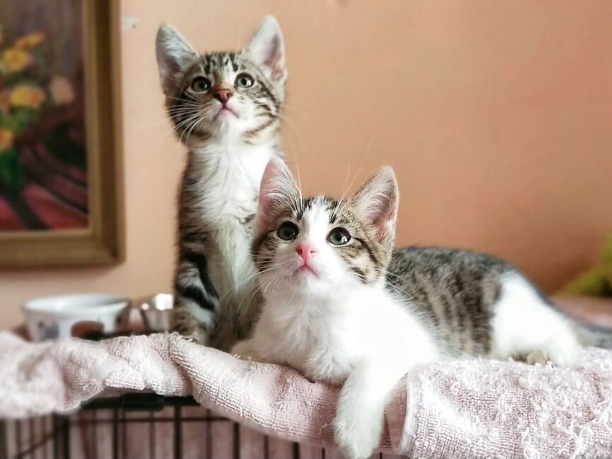 Котята 2 месяца