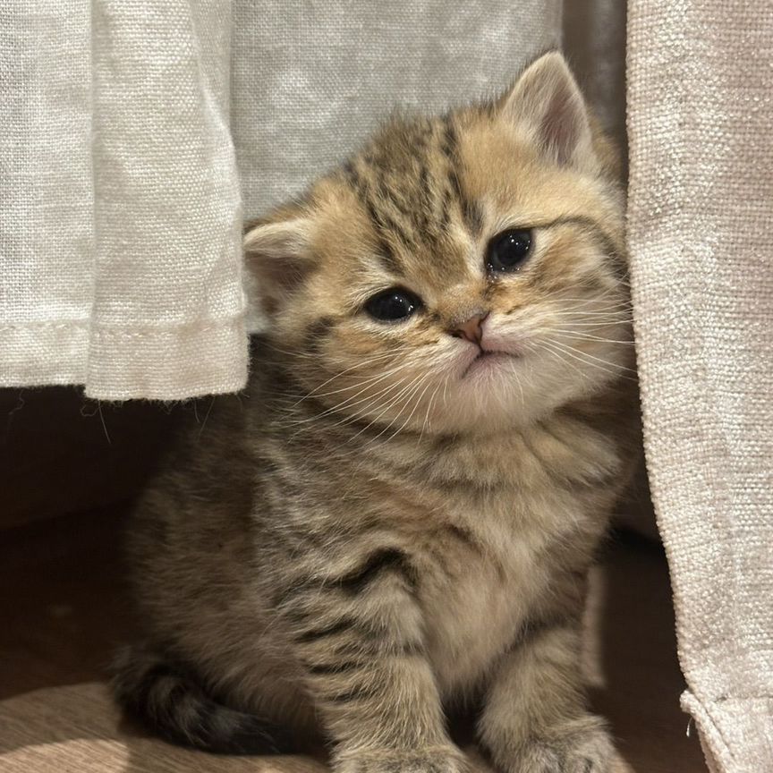 Шотландская золотая шиншилла