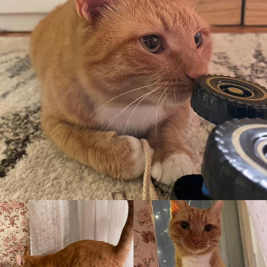 Кот Опер в добрые руки
