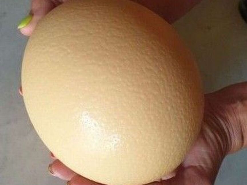 Яйца страуса