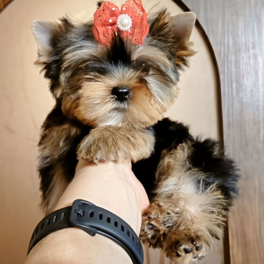 Йоркширский терьер, щенок