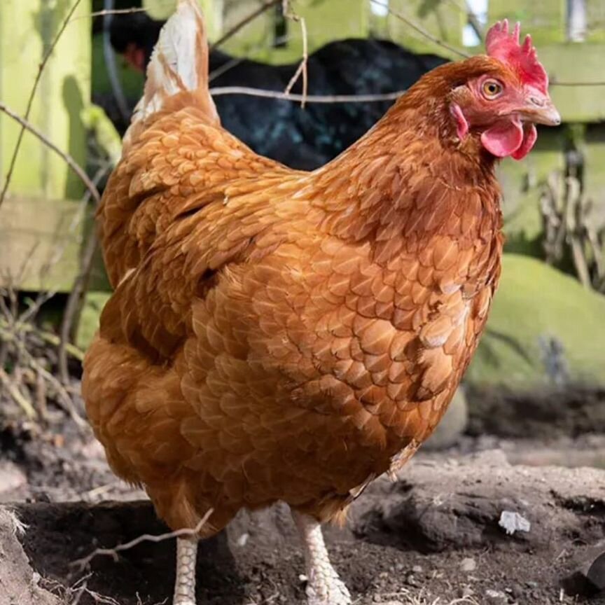 Куры несушки