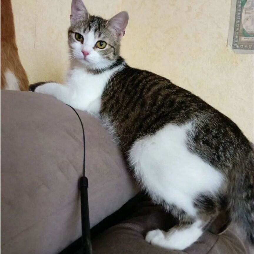 Котёнок в добрые руки