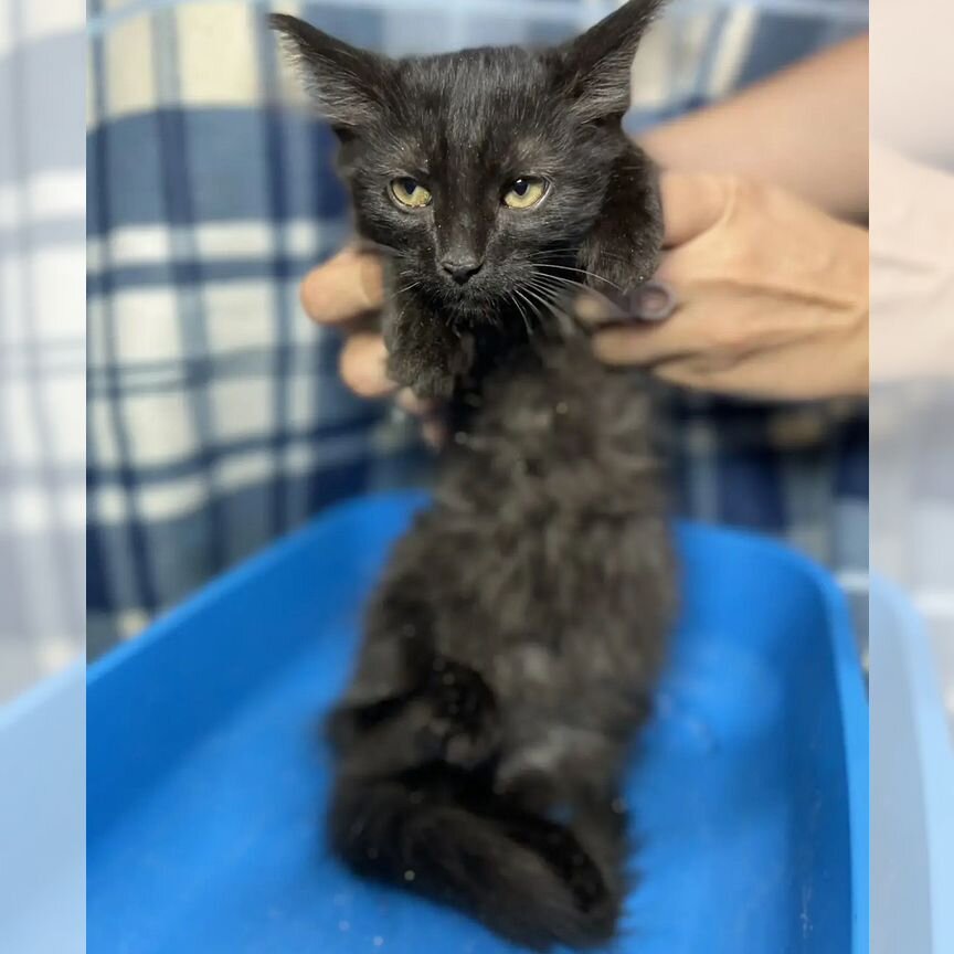 Котёнок в добрые руки