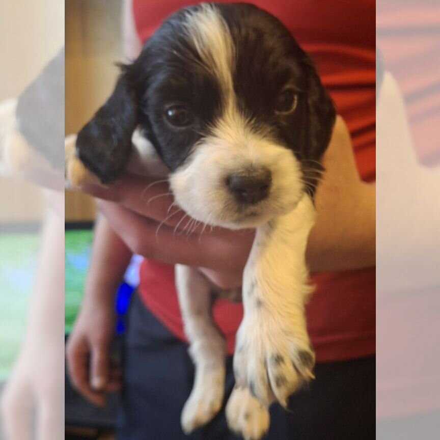 Русский охотничий спаниель, щенок