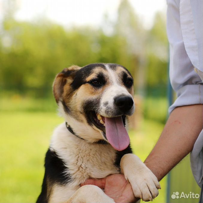 Дарвин. Собака-улыбака из приюта