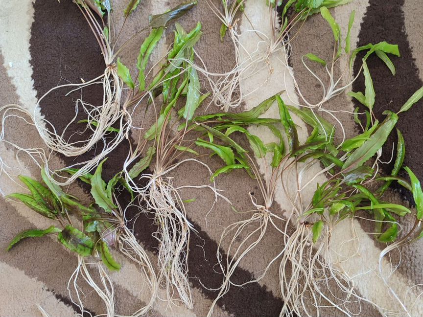 Криптокорина