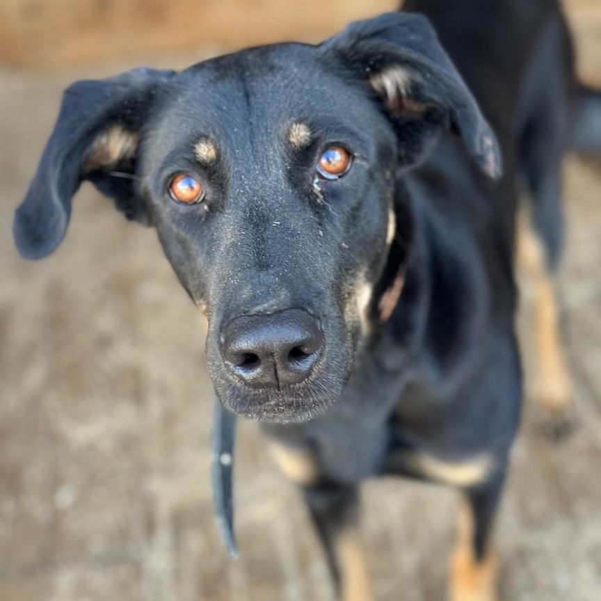 Молодая собачка Нотка. Брошенка. Приют Некрасовка