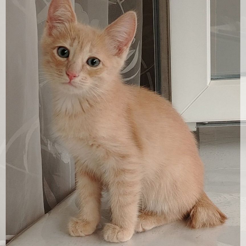 Котёнок