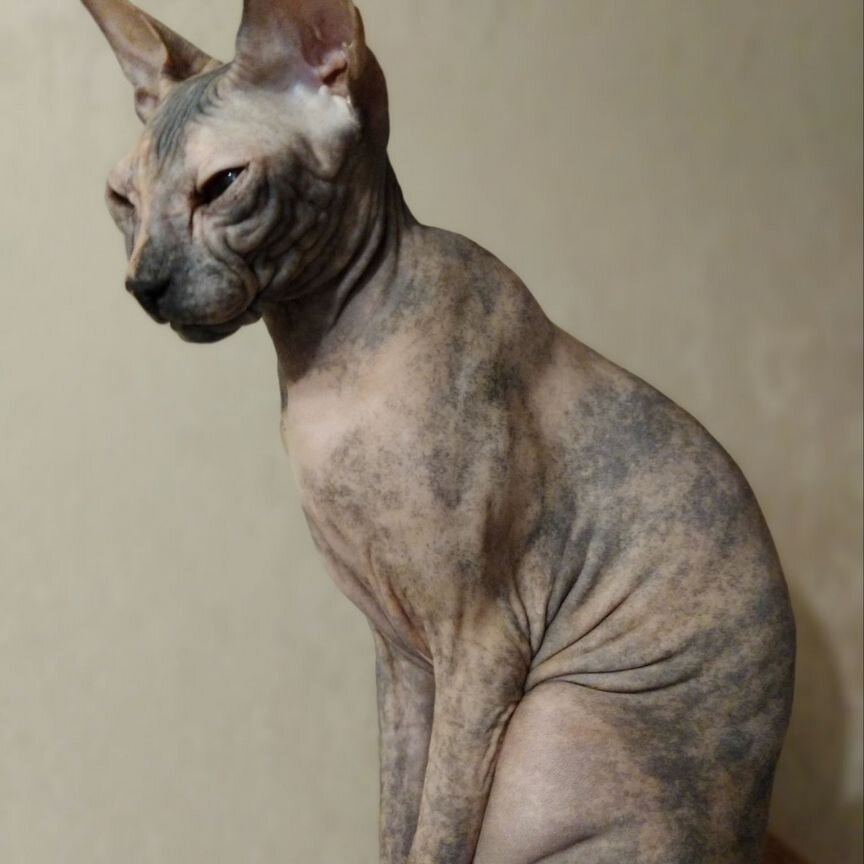 Донской сфинкс кошка