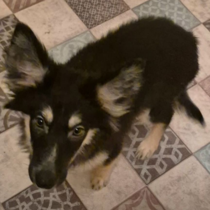 Щенок в добрые руки