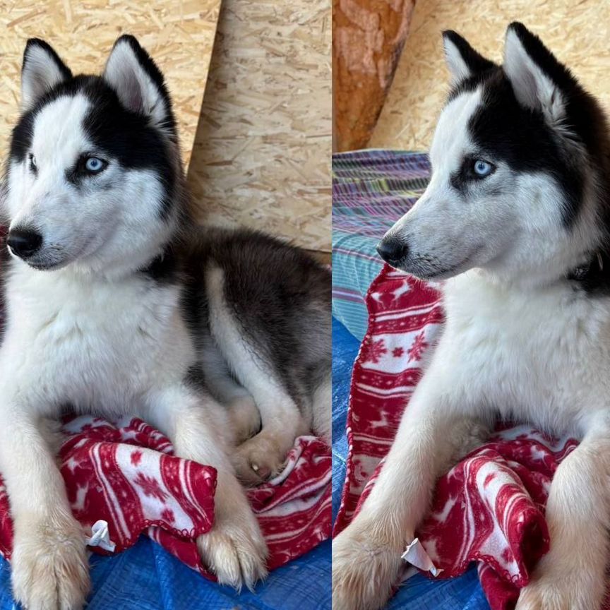 Сибирский хаски, щенок