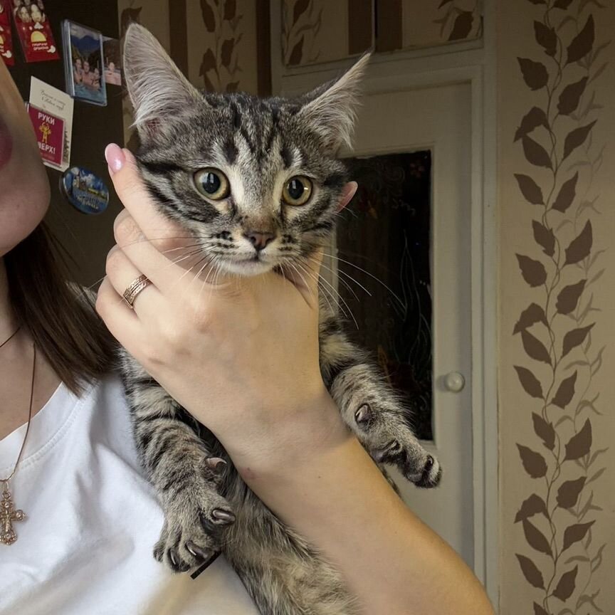 Котенок