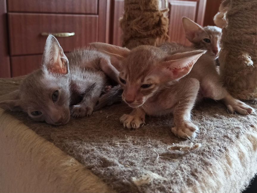 Ориентальные котята с документами