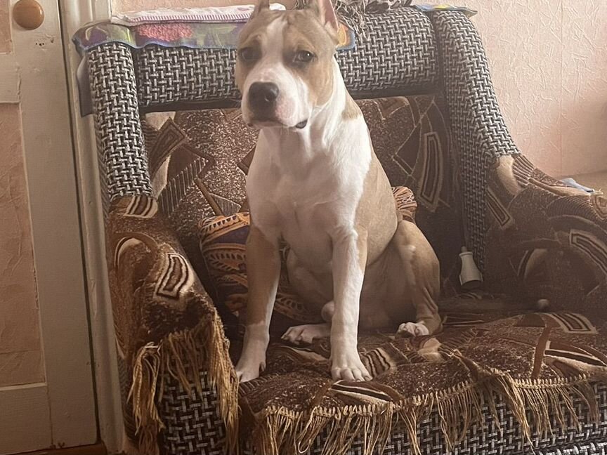 Стаффордширский терьер щенок