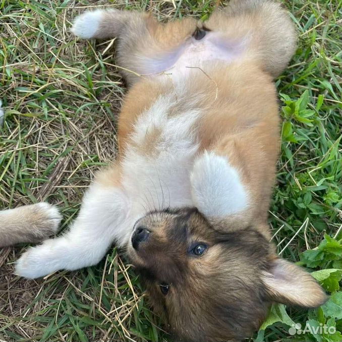 SOS щенки без мамки пропадают на улице