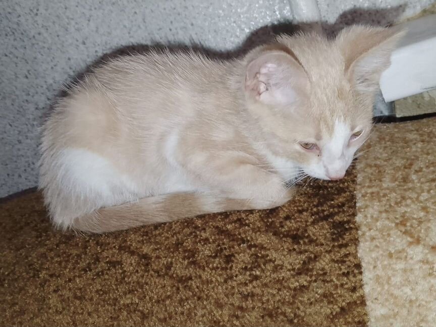 Рыжий котик 2,5 месяца