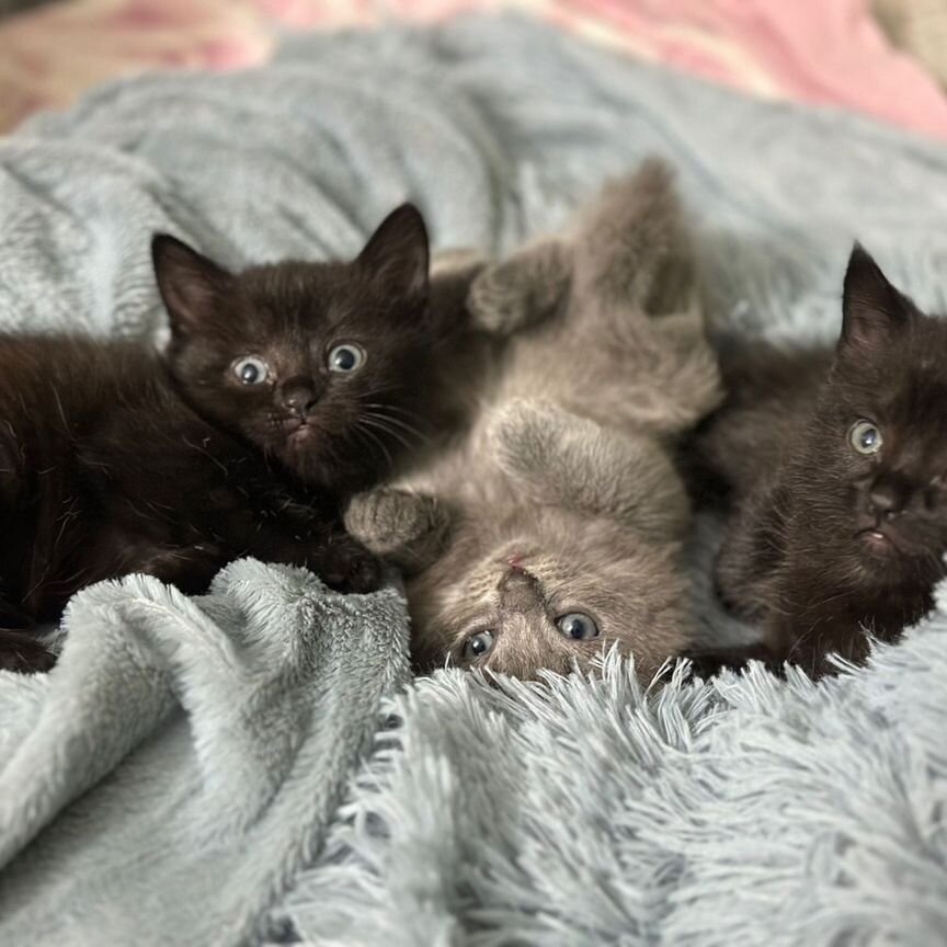 Сиамский котёнок