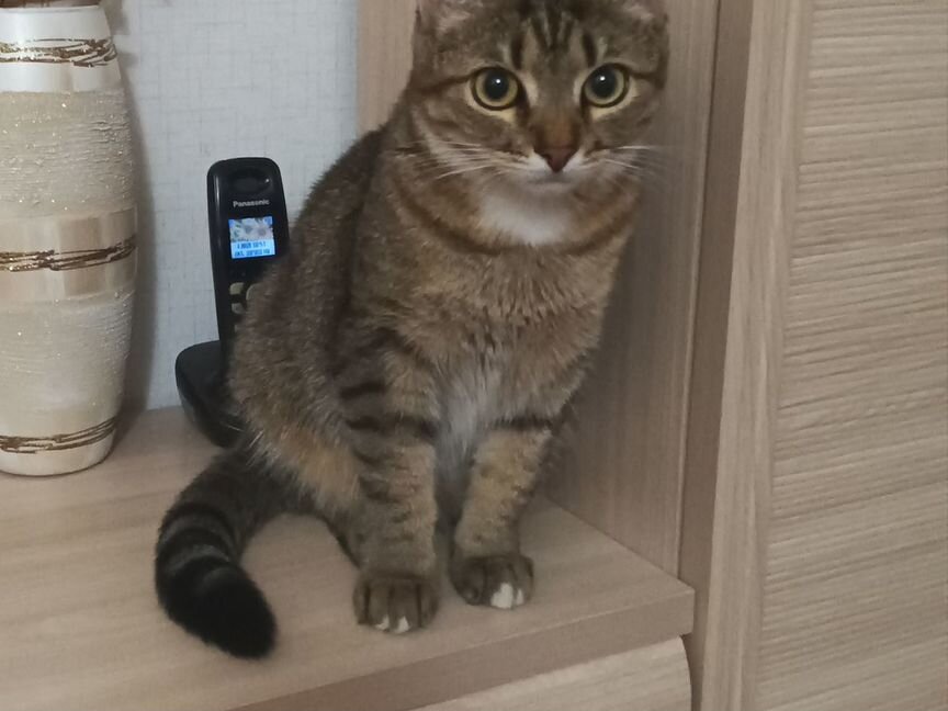 Малышка Кетти