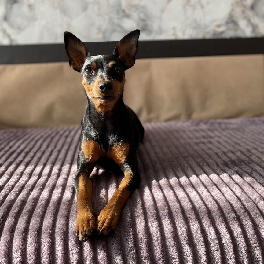 Щенки цвергпинчера