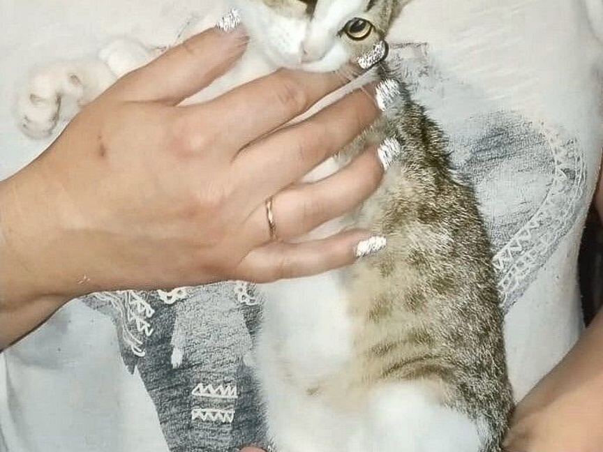 Домашний котеночек ищет дом