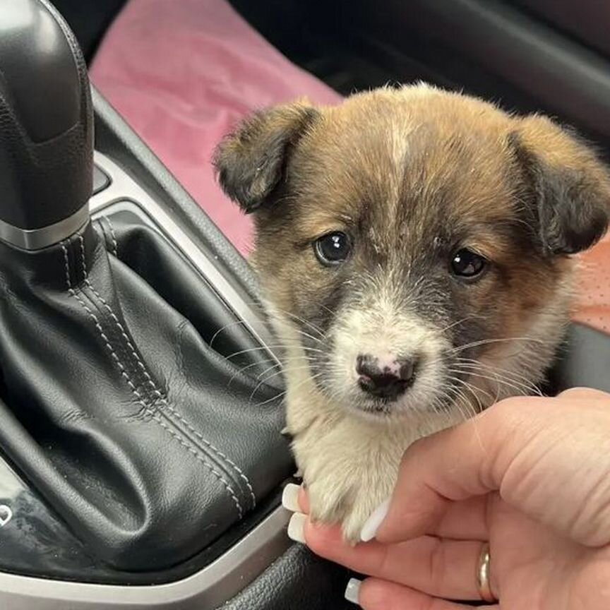 Щенок в добрые руки