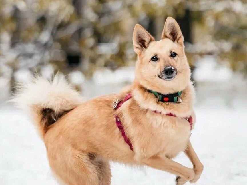 Собака в добрые руки