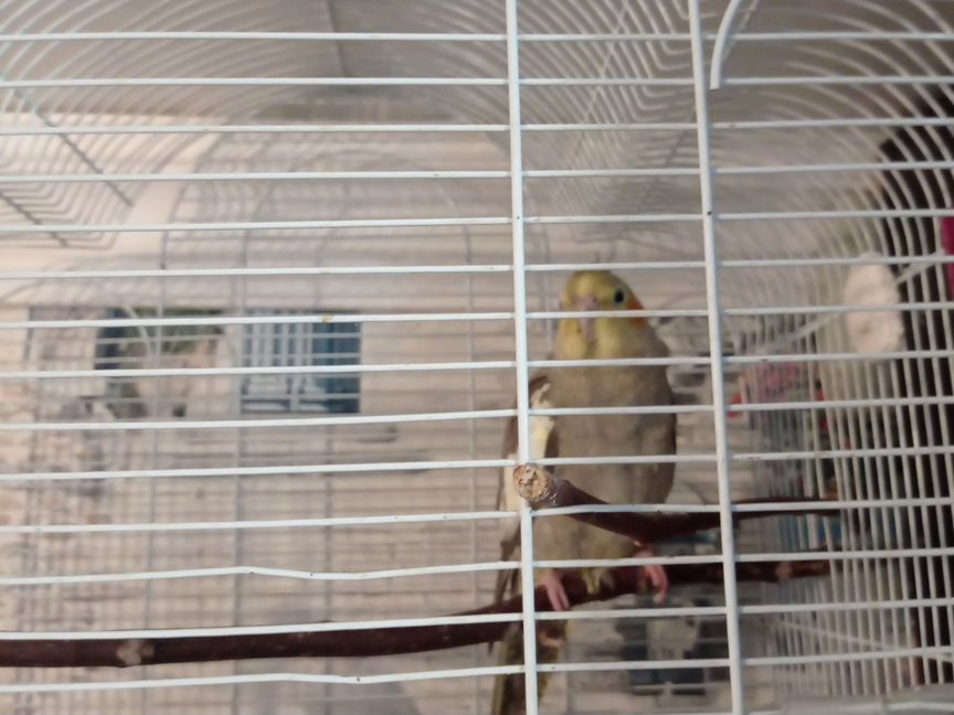 Попугай карэла