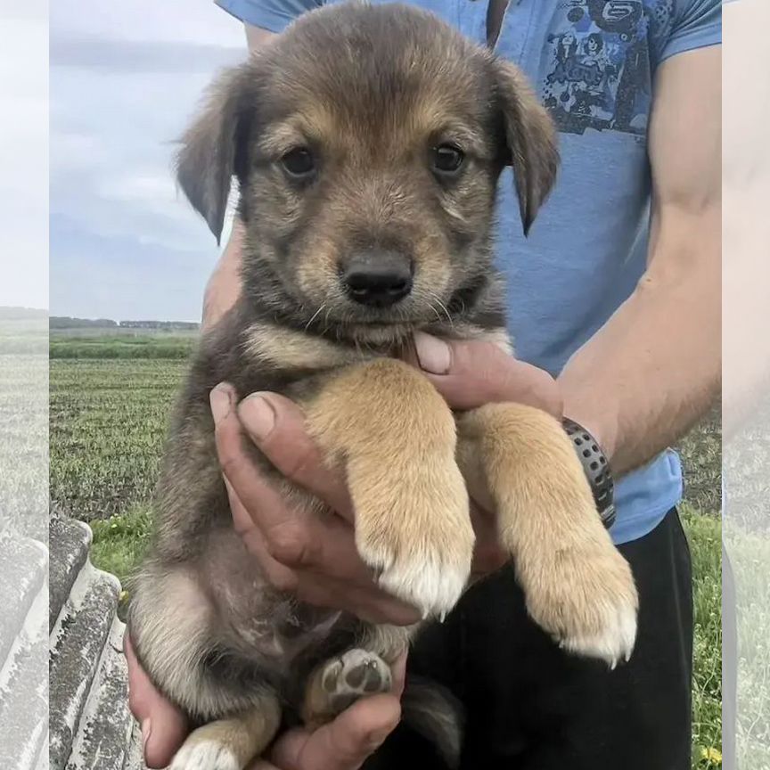 Щенок в добрые руки