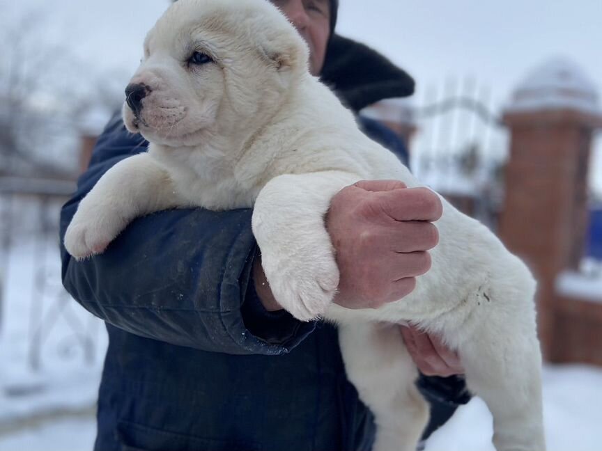 Питомник Ак-Булак щенки сао