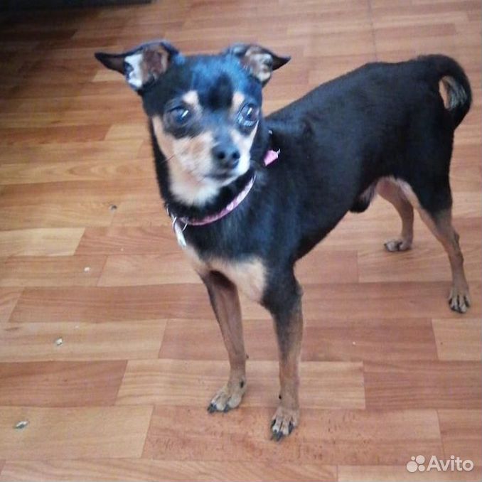 Джоник в добрые руки