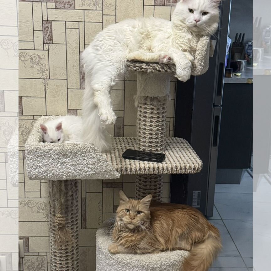 Мейн-кун котёнок