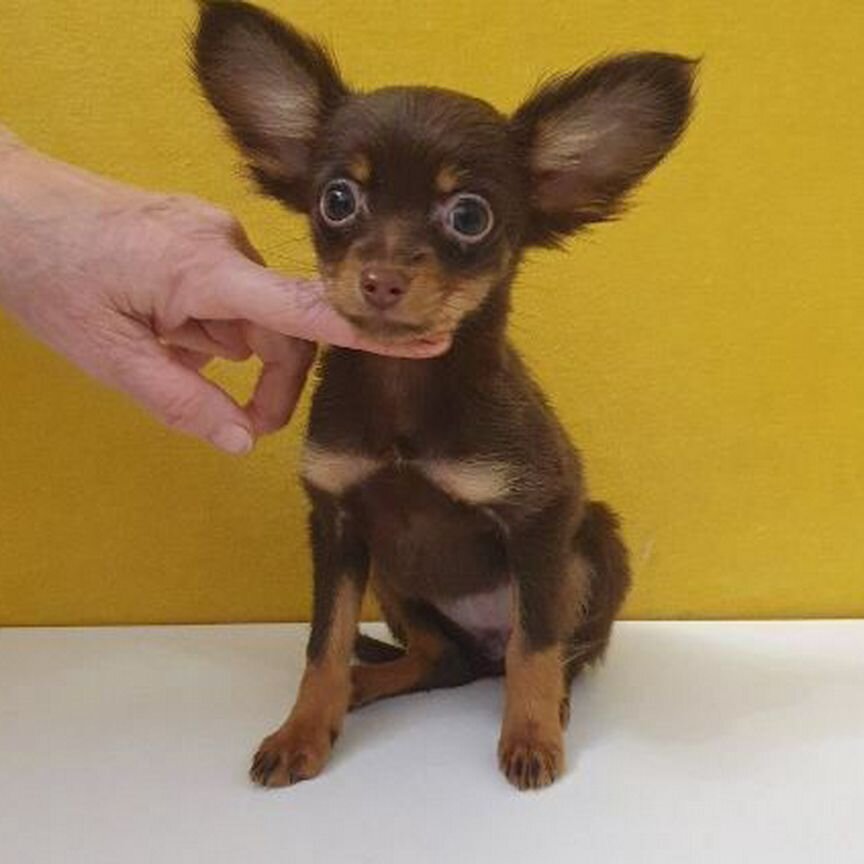 Русский той-терьер, щенок