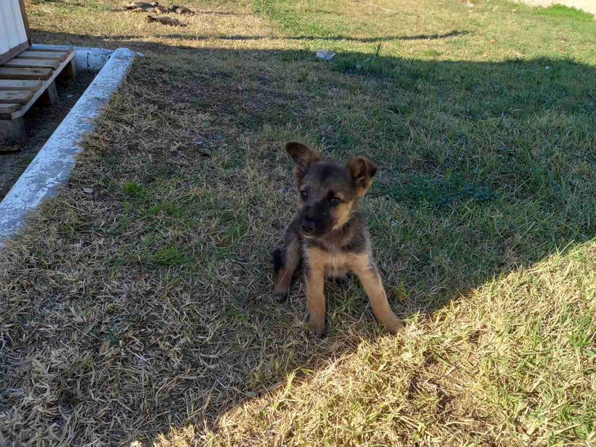 Очаровательные щеночки в добрые руки