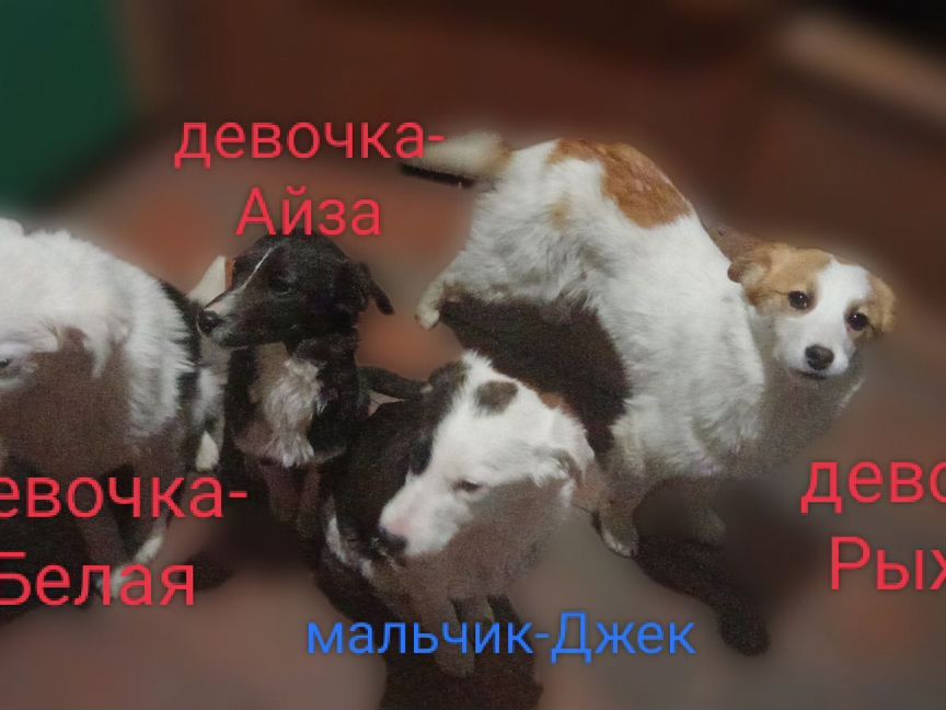 Щенки в добрые руки