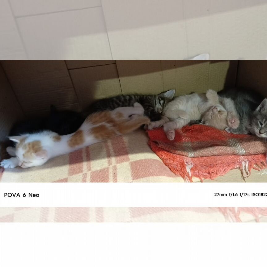 Отдам в добрые руки котиков