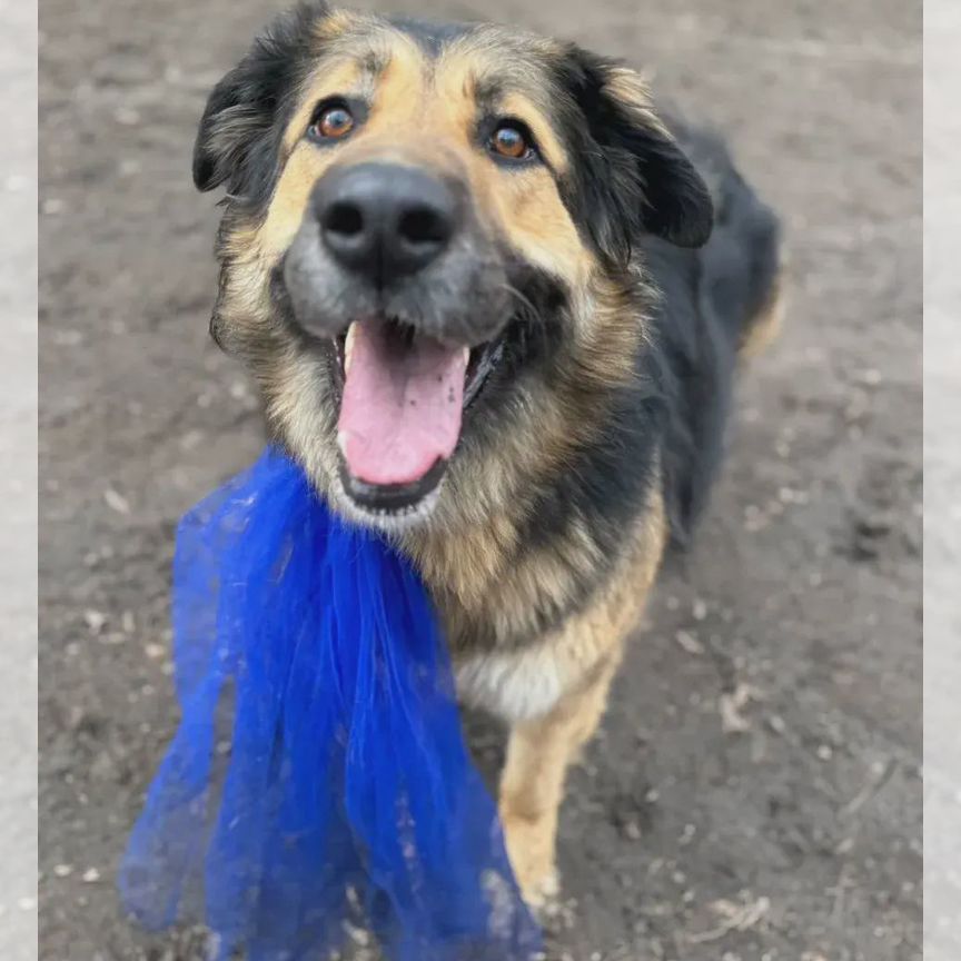 Взрослая собака в добрые руки